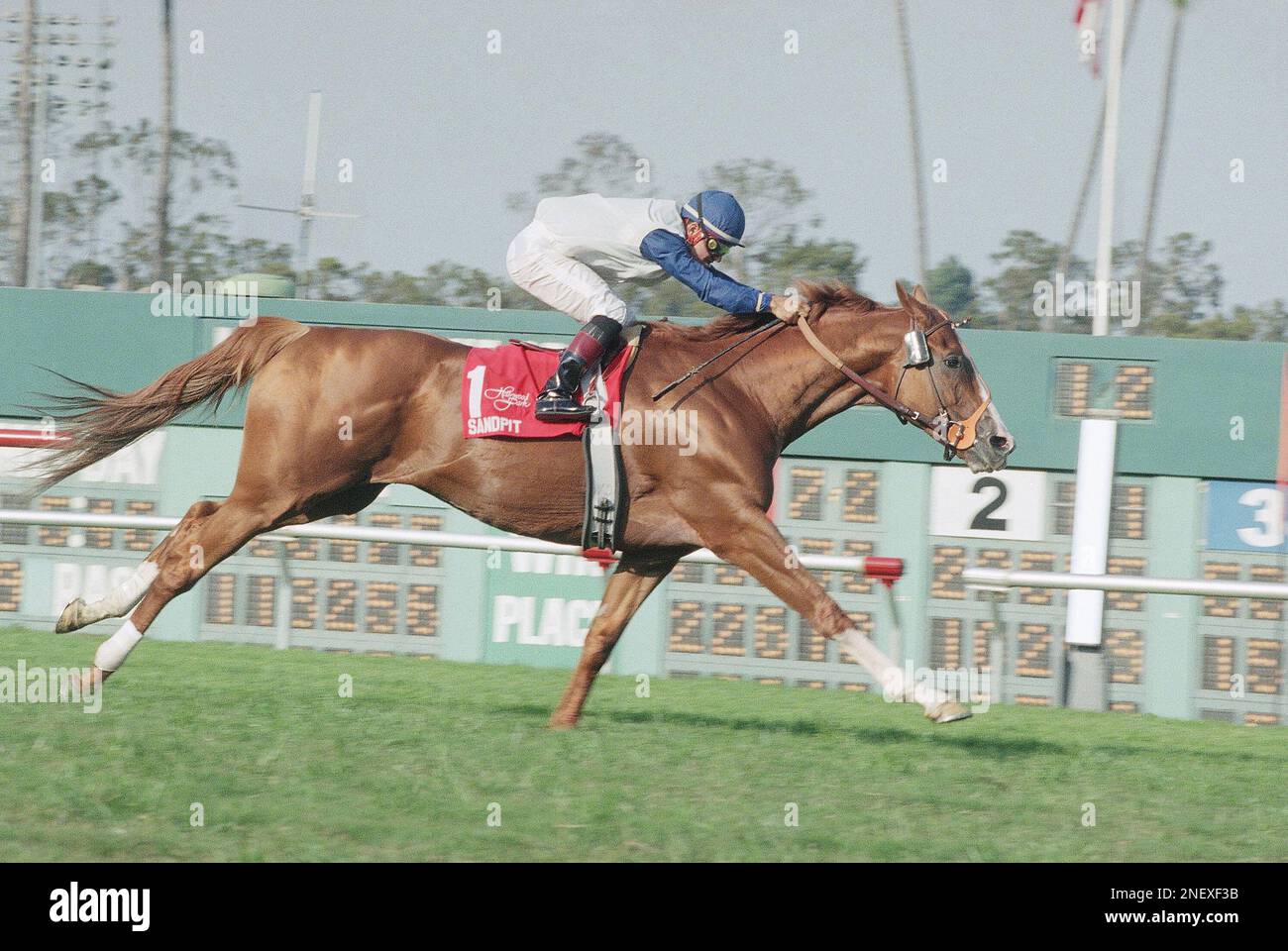 Sandpit, a seven-year-old chestnut bred in Brazil, crosses the finish ...