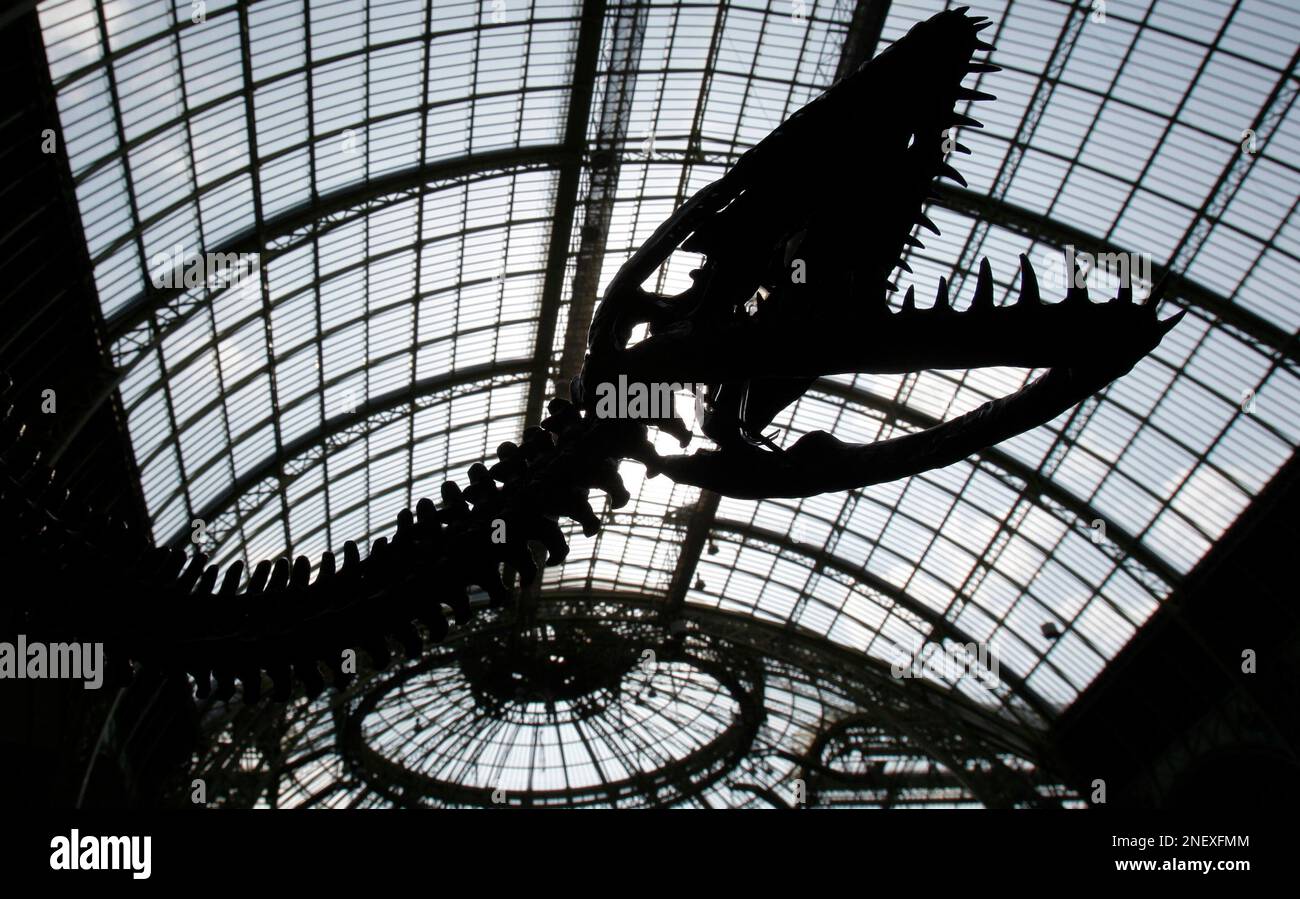A plesiosaurus skeleton is on display at the Grand Palais museum ...
