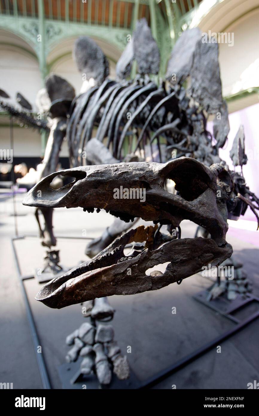 A stegosaurus skeleton, seen, on display at the Grand Palais museum ...