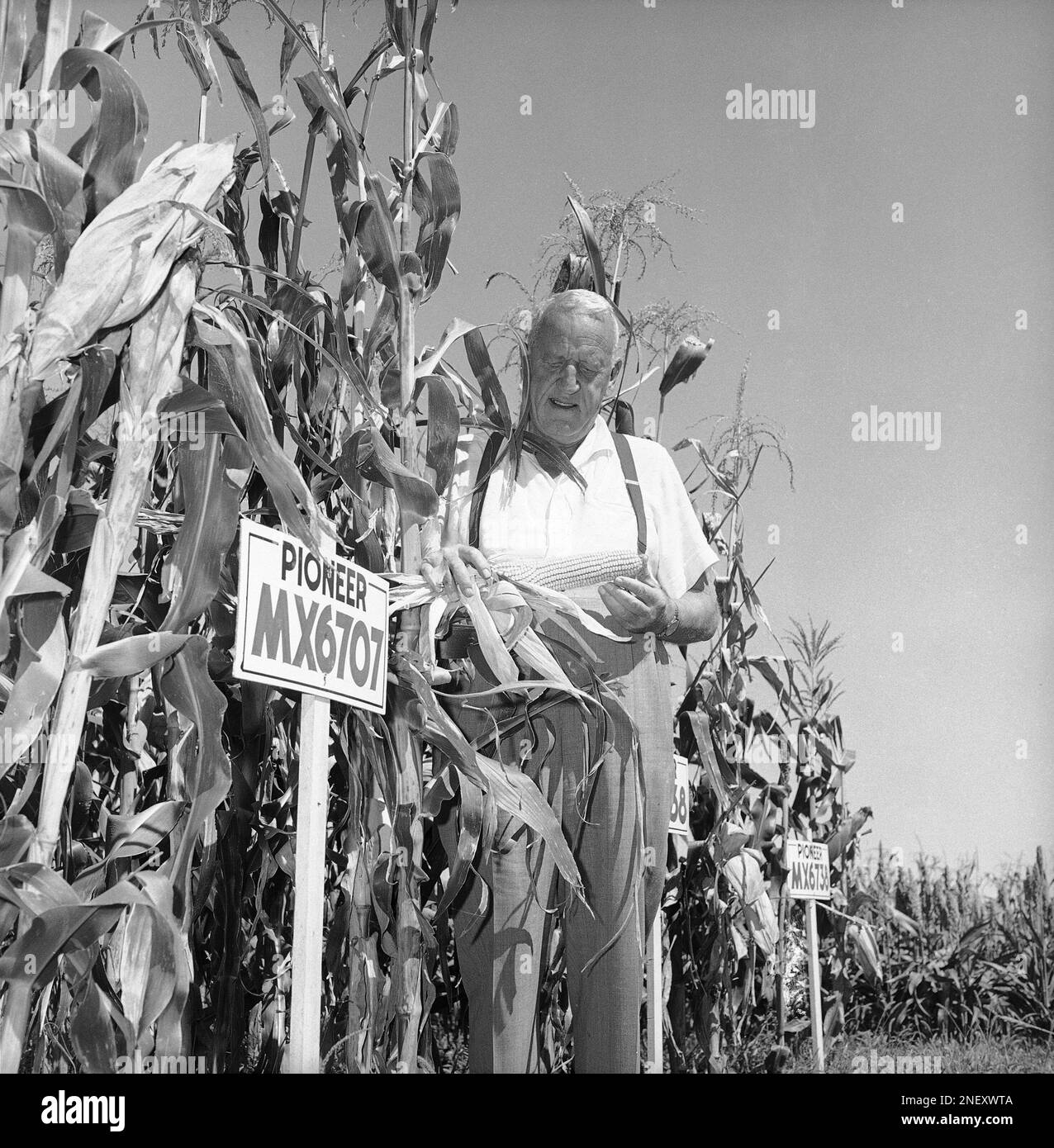 Roswell Garst examines an ear of corn on his experimental plot at his ...