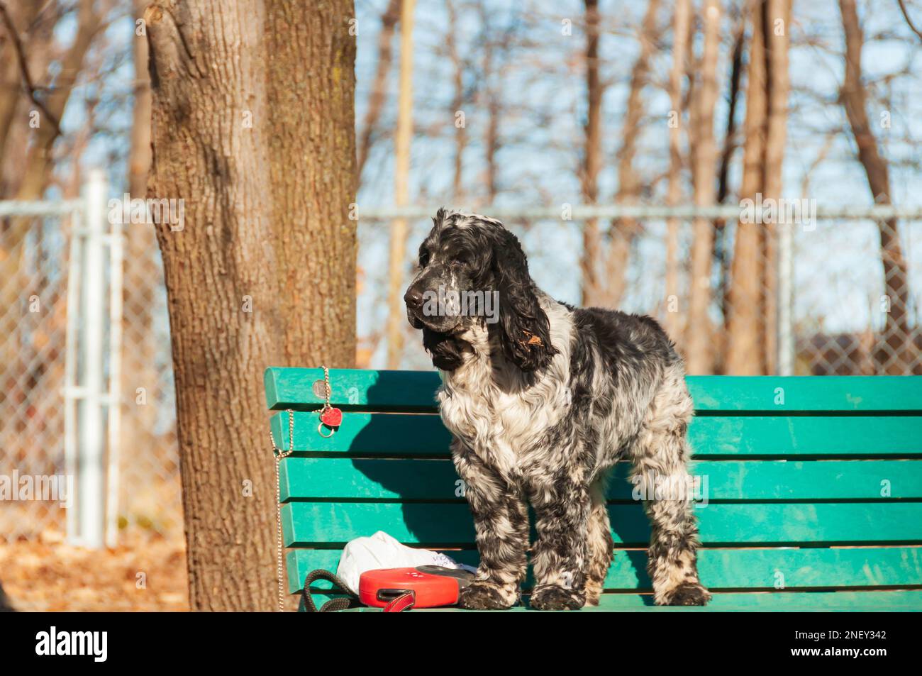 English Springer Spaniel black and white side view standing on a bench ...