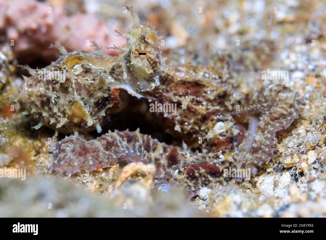 octopus, Octopus sp., Lembeh Strait, Bitung, North Sulawesi, Indonesia ...