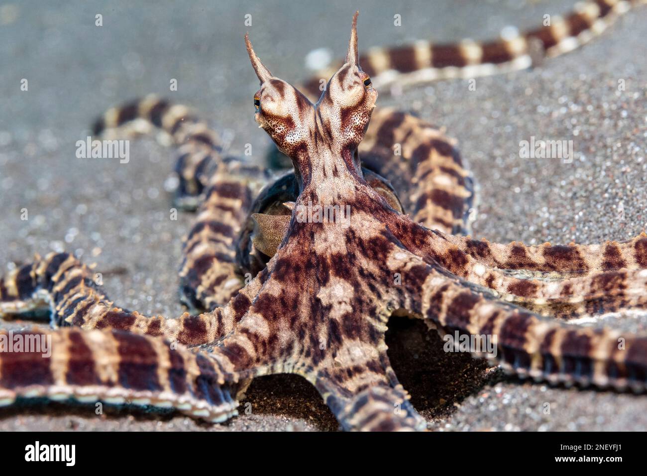 mimic octopus, Thaumoctopus mimicus, Lembeh Strait, Bitung, North ...