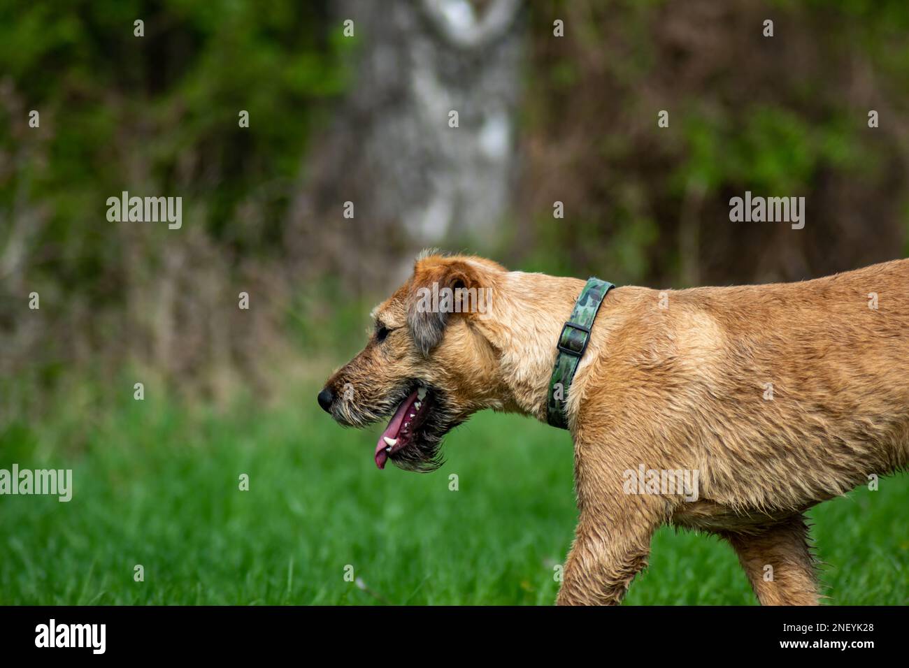 Young adopted dog enjoying a day in nature Stock Photo - Alamy