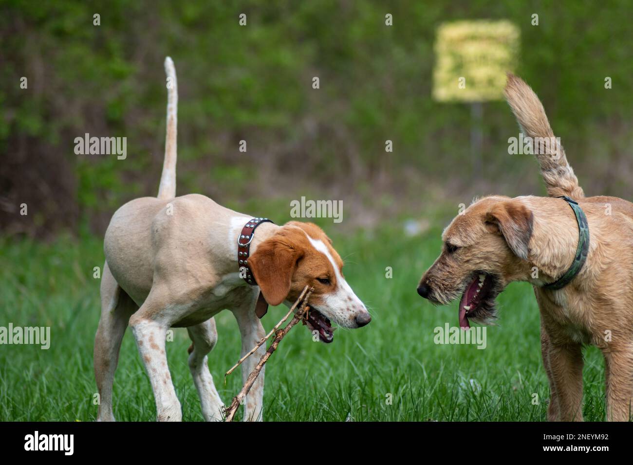 Two dogs playing with wooden stick on the meadow Stock Photo - Alamy