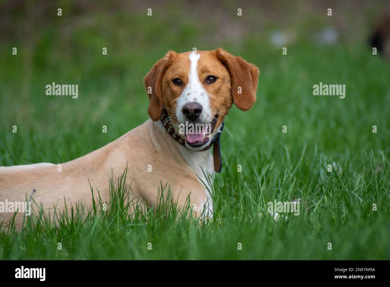 Trimmed dog posing to camera on the meadow Stock Photo - Alamy