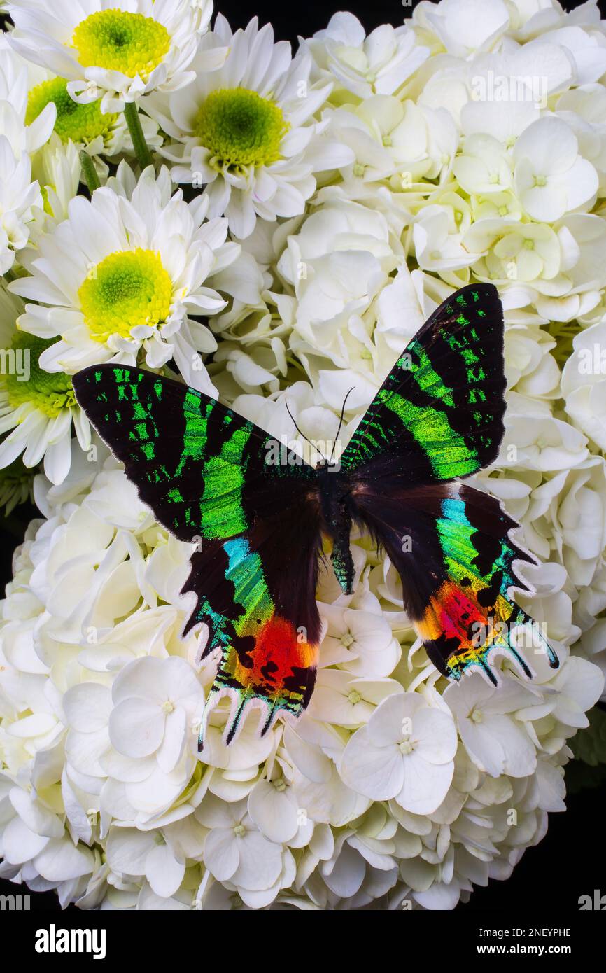 Exotic Green Butterfly Stock Photo - Alamy