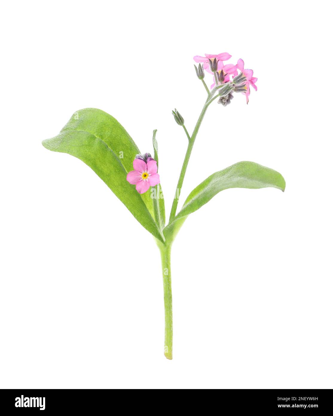 Beautiful pink Forget-me-not flowers isolated on white Stock Photo - Alamy