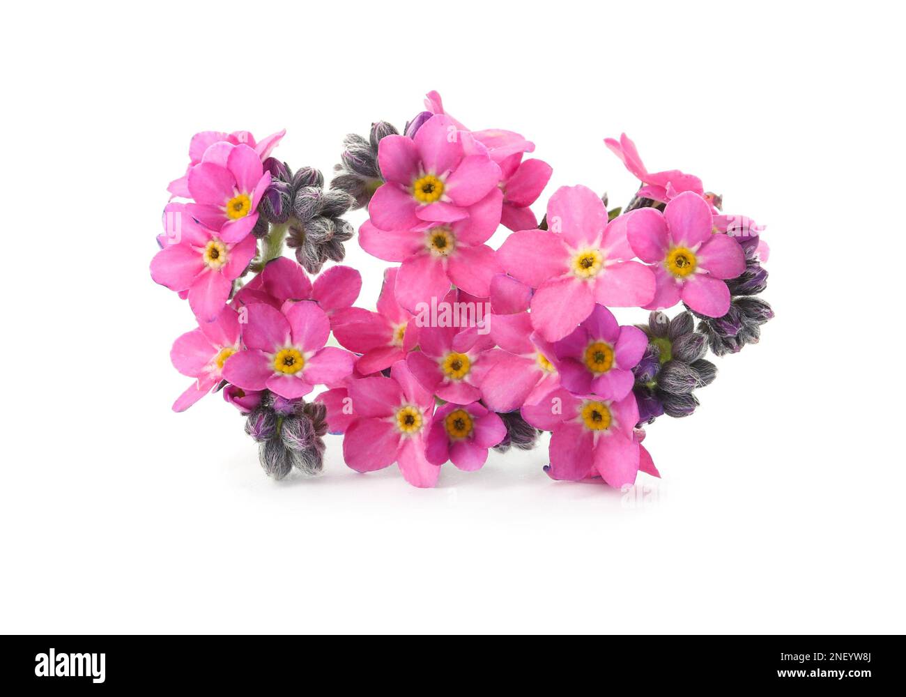 Wild small pink flowers Cut Out Stock Images & Pictures - Alamy