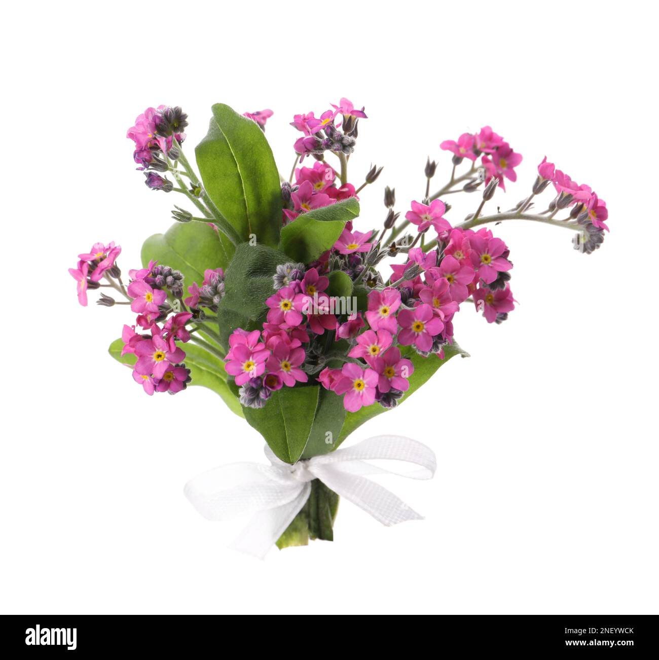 Bouquet of beautiful pink Forget-me-not flowers isolated on white Stock ...