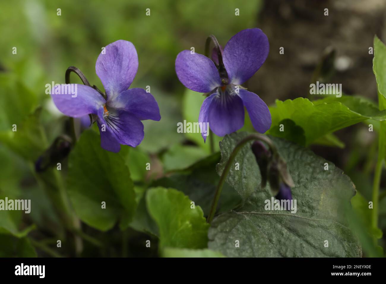 Violets flowers field in garden hi-res stock photography and images - Alamy