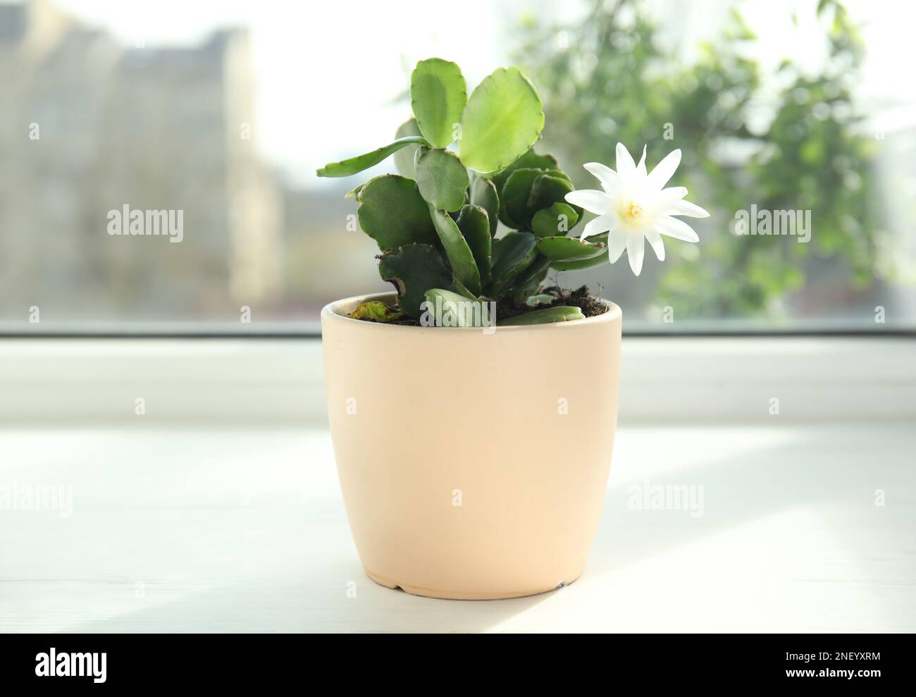 Beautiful blooming Schlumbergera plant (Christmas or Thanksgiving ...