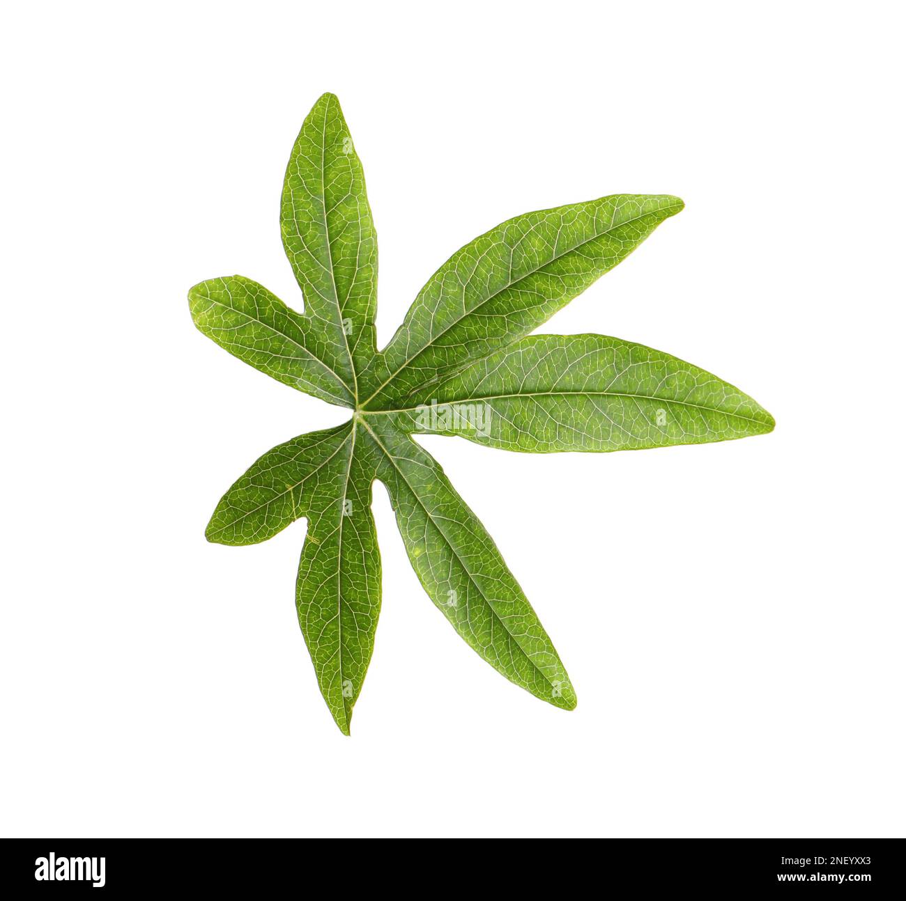 Passiflora leaf isolated on white. Passion fruit plant Stock Photo - Alamy