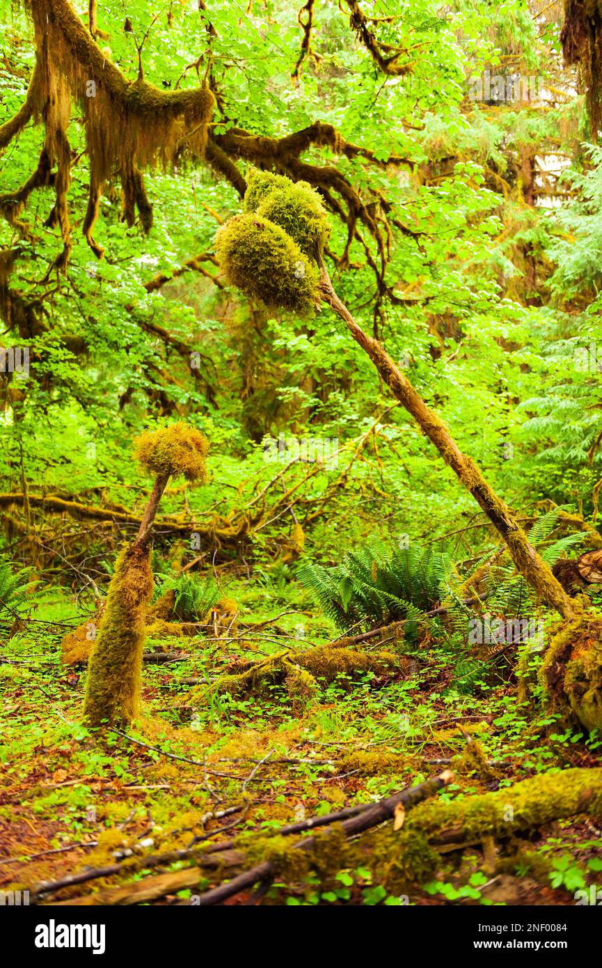 Tree covered with moss in the temperate Hoh Rain Forest.,Olympic ...