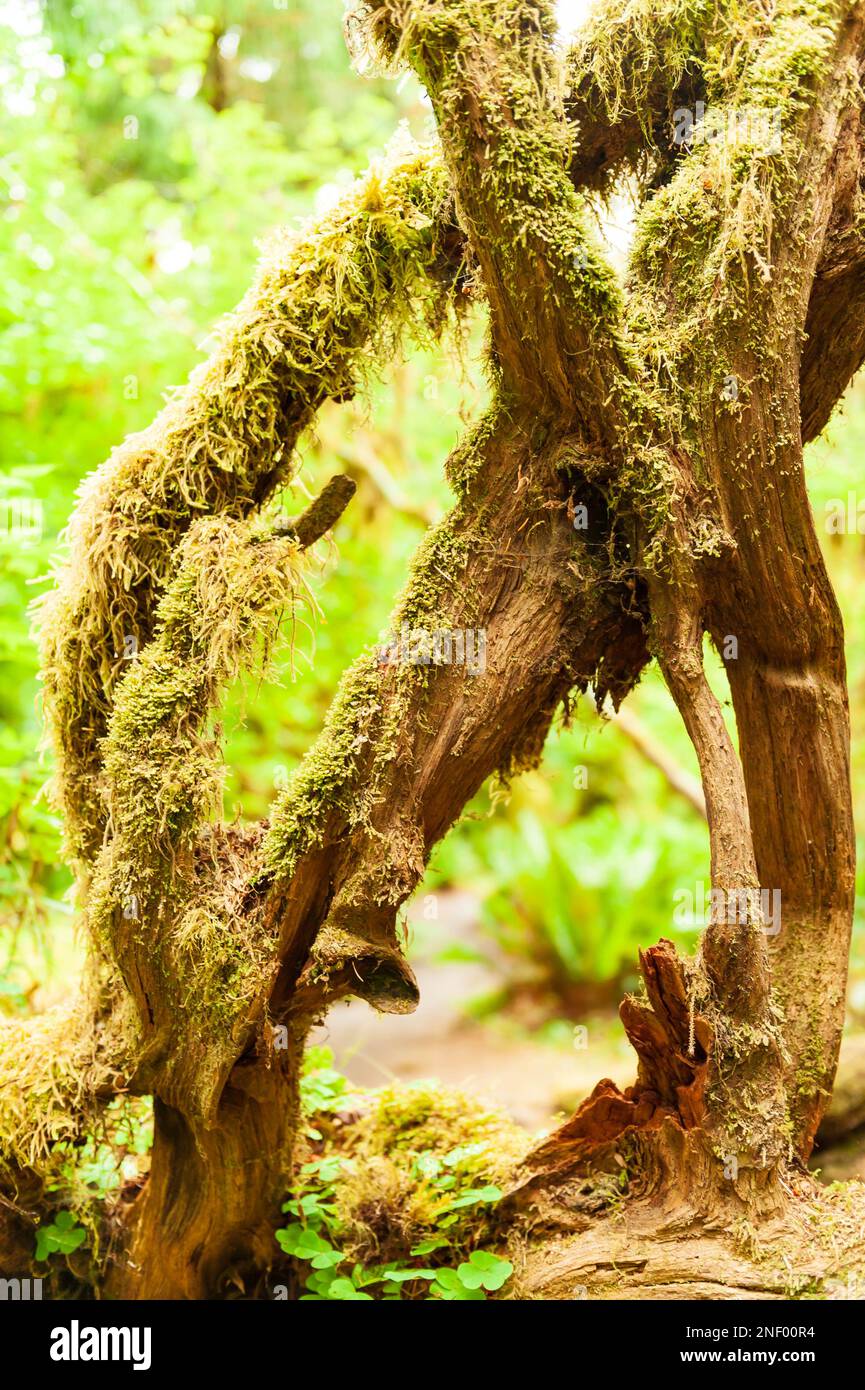 gnarled Trees covered with moss in the temperate Hoh Rain Forest ...