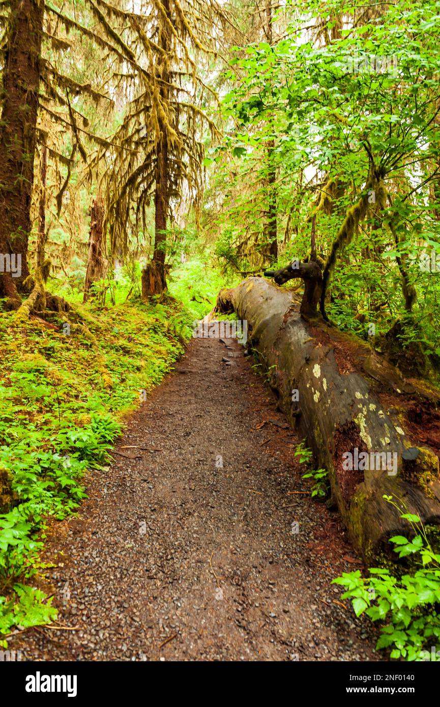 hiking trail with trees covered with moss in the temperate Hoh Rain ...