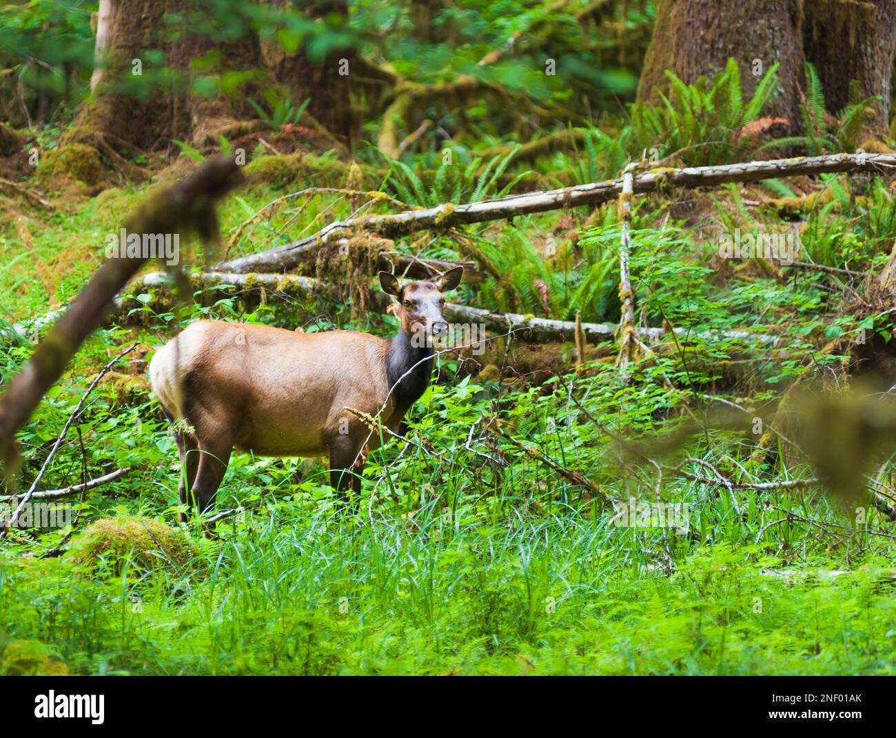 Female roosevelt elk hi-res stock photography and images - Alamy