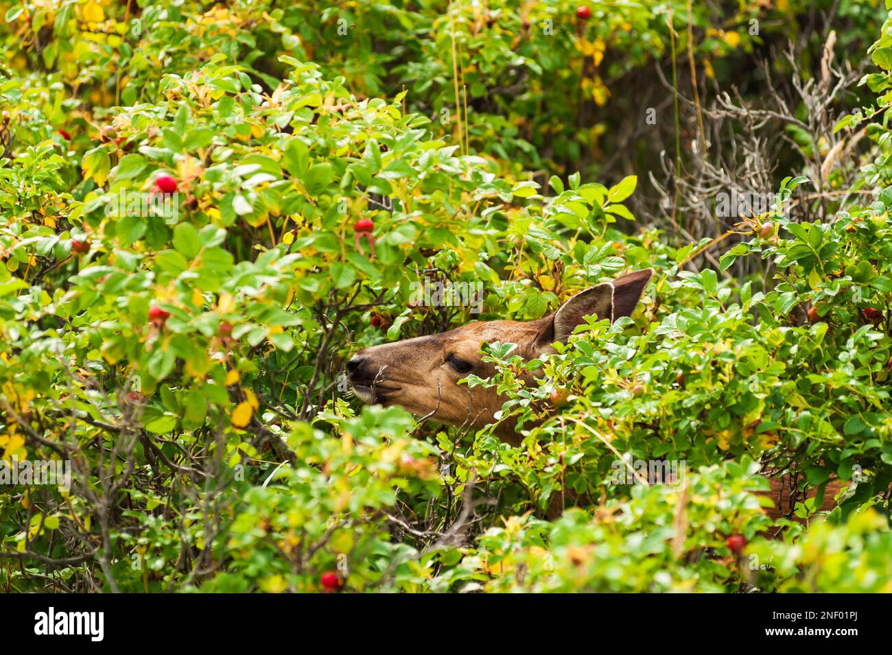 Female roosevelt elk hi-res stock photography and images - Alamy
