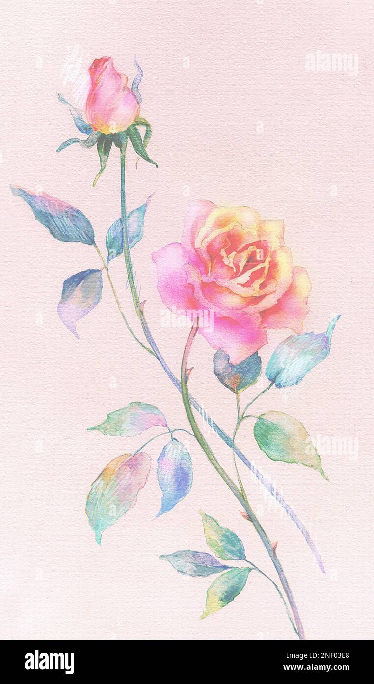 Flowers-contemporary rose stems on buff color background Stock Photo ...