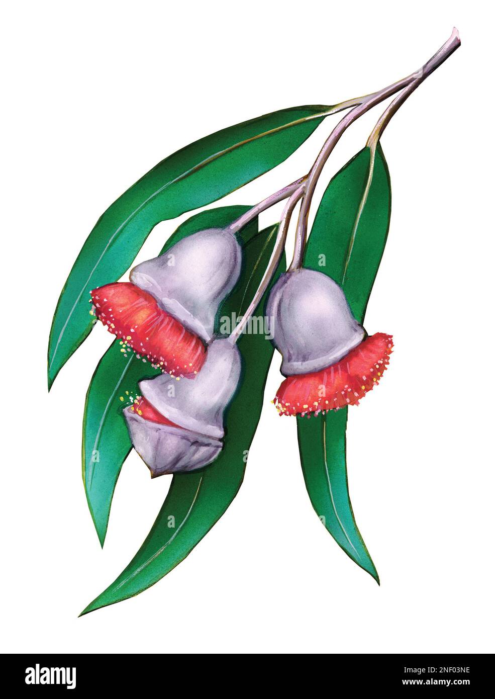 Flowers-eucalyptus gum leaves ,gum nuts with red flowers on white Stock ...