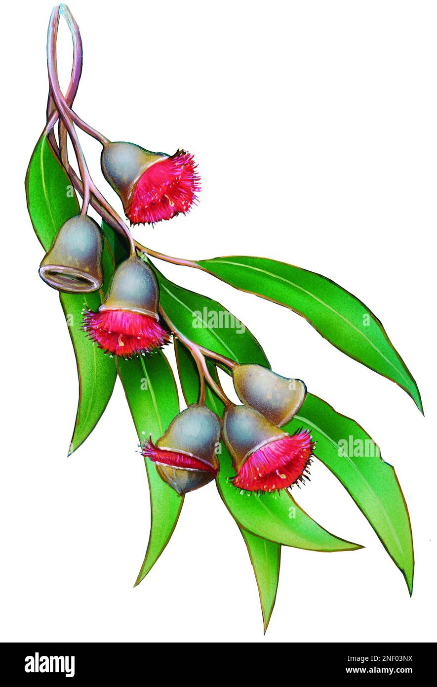 Flowers-Gumnuts with red blossoms & Gum leaves on white Stock Photo - Alamy