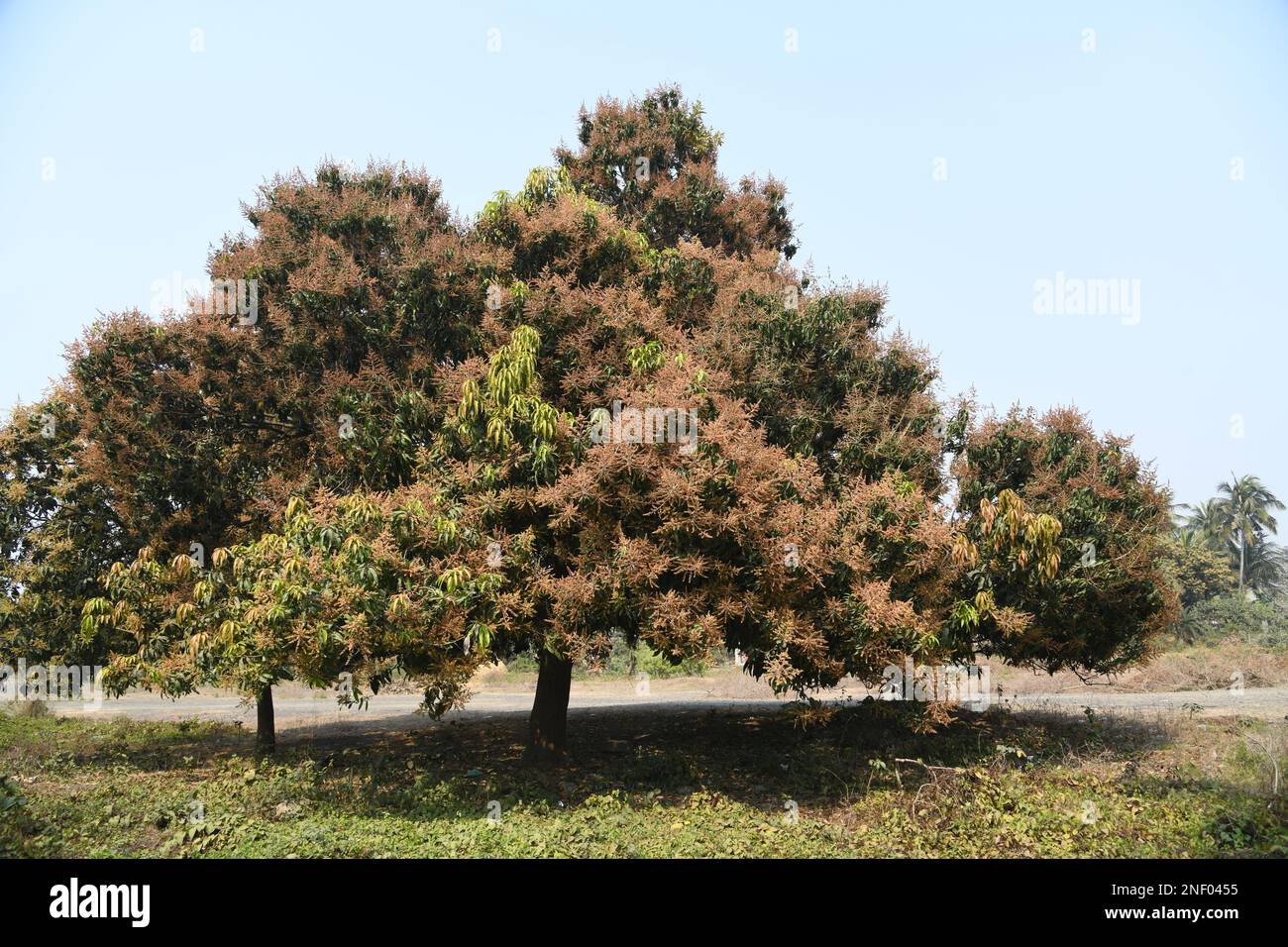 Blossom of mango tree. Bardhaman, West Bengal, India Stock Photo - Alamy