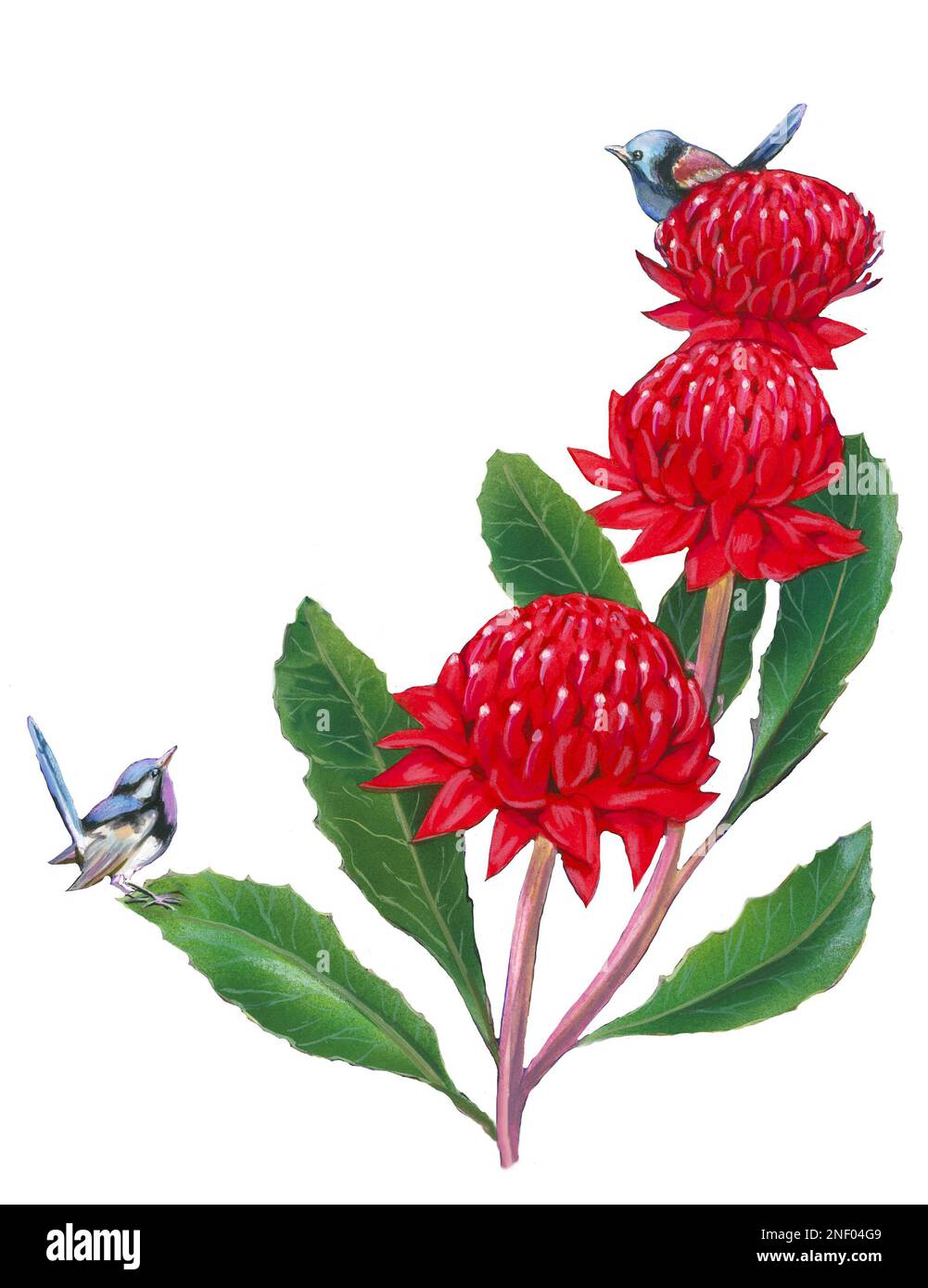 Wrens australian wrens hi-res stock photography and images - Alamy