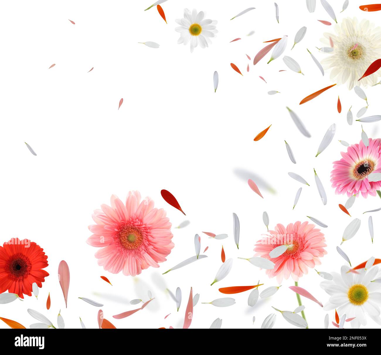 Beautiful flowers and petals flying on white background Stock Photo - Alamy