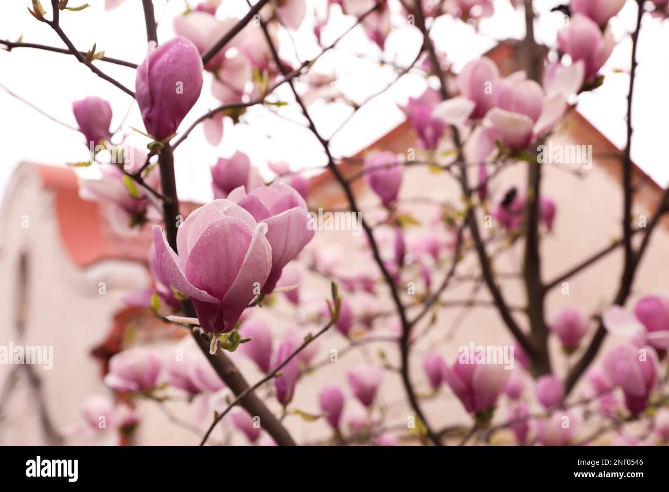 Wet magnolia hi-res stock photography and images - Alamy