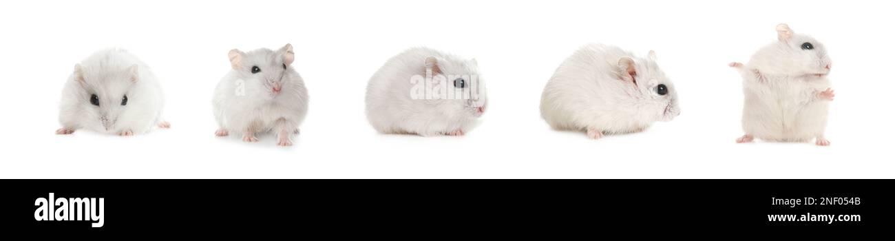 Set with cute funny hamsters on white background. Banner design Stock ...