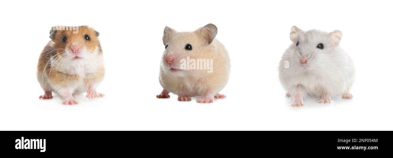 Set with cute funny hamsters on white background. Banner design Stock ...