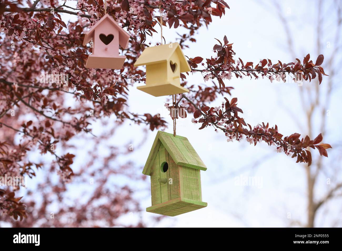Different wooden bird houses hanging from tree outdoors Stock Photo - Alamy