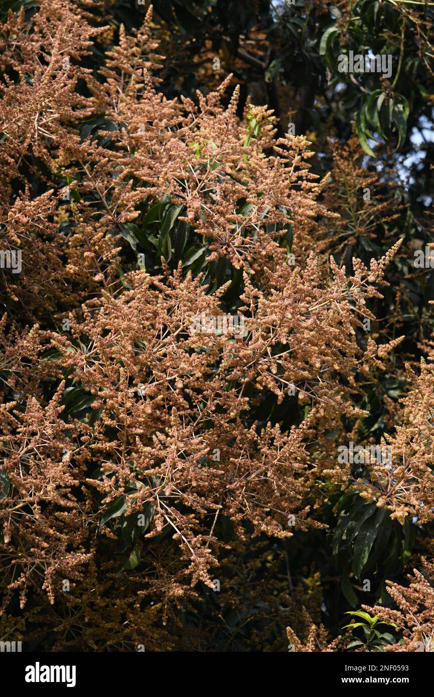 Blossom of mango tree. Bardhaman, West Bengal, India Stock Photo - Alamy