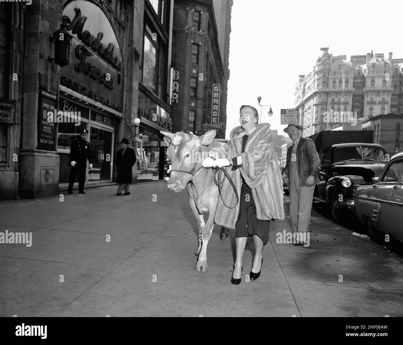 Actress Anne Jeffreys leads a Guernsey cow, Pinegrove Lester’s Polly ...