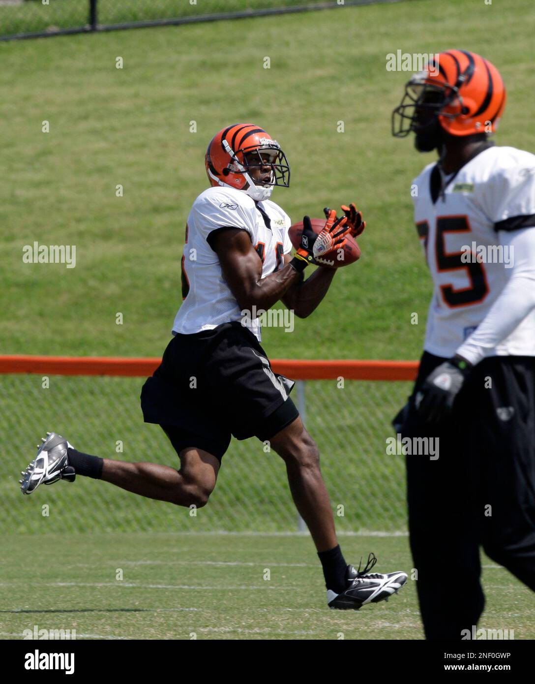 Cincinnati Bengals receiver Greg Orton catches a pass at their NFL ...