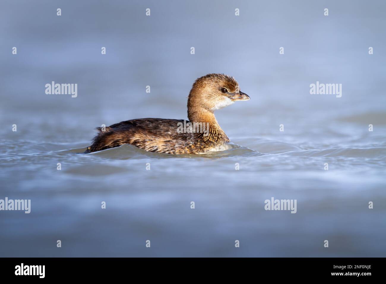 A closeup of a cute Pied-billed grebe floating in the water Stock Photo ...
