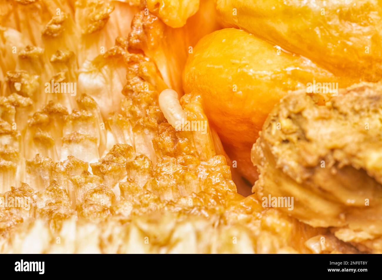 rotten flesh of the Artocarpus integer inner fruit Stock Photo - Alamy