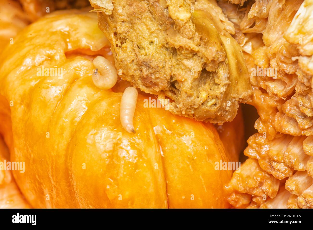 rotten flesh of the Artocarpus integer inner fruit Stock Photo - Alamy