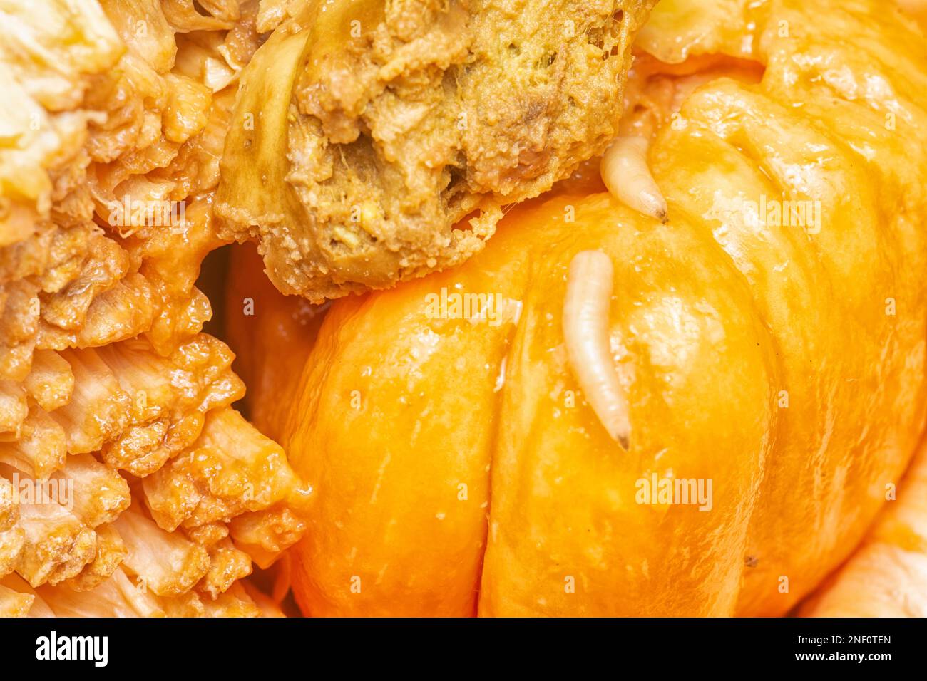 rotten flesh of the Artocarpus integer inner fruit Stock Photo - Alamy