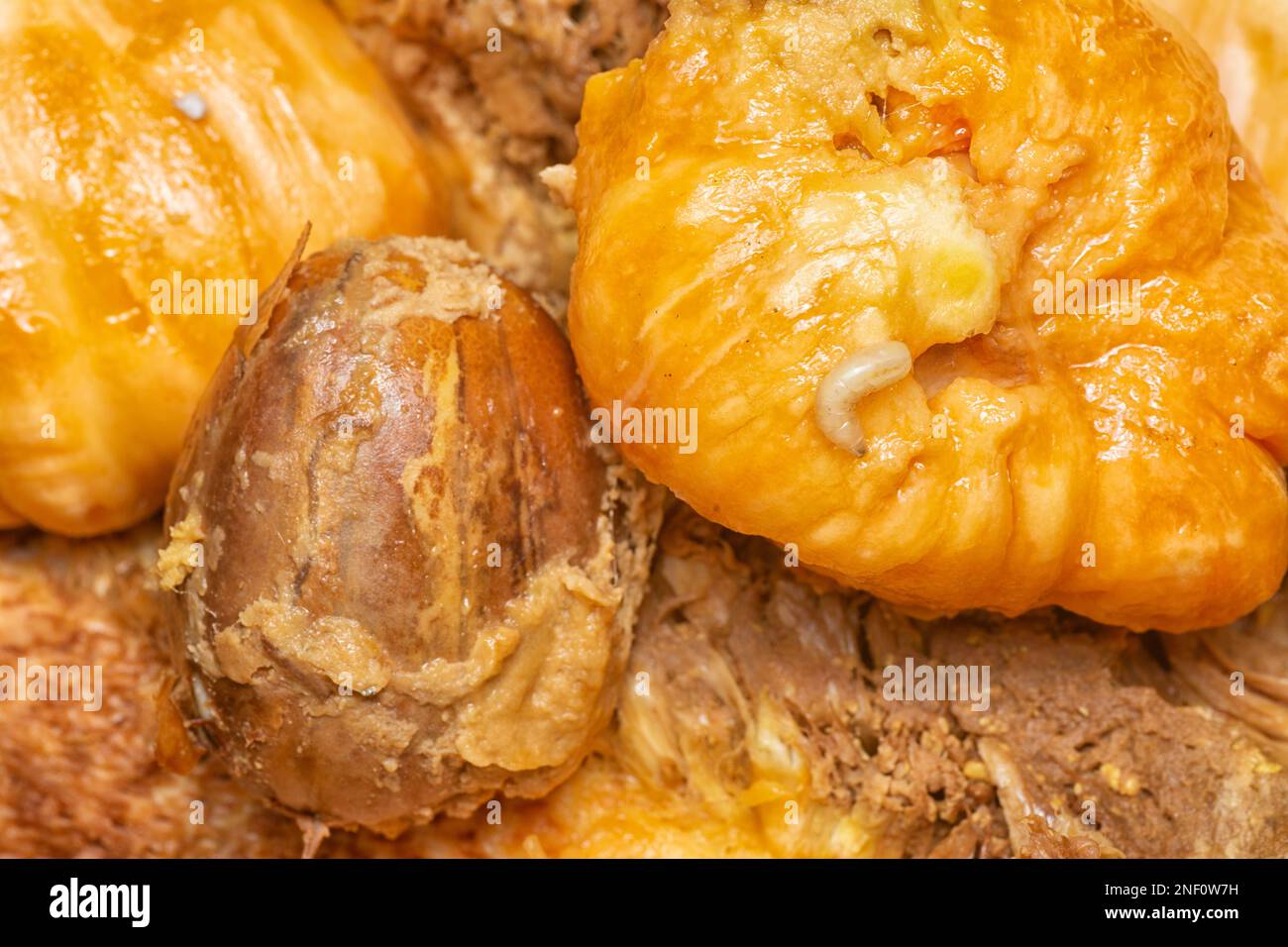 rotten flesh of the Artocarpus integer inner fruit Stock Photo - Alamy