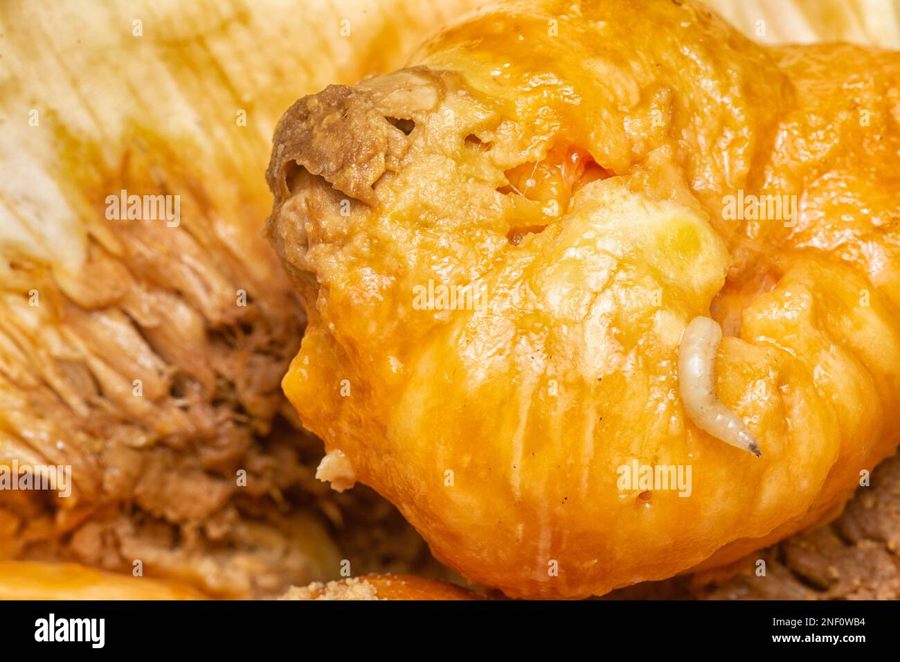 rotten flesh of the Artocarpus integer inner fruit Stock Photo - Alamy