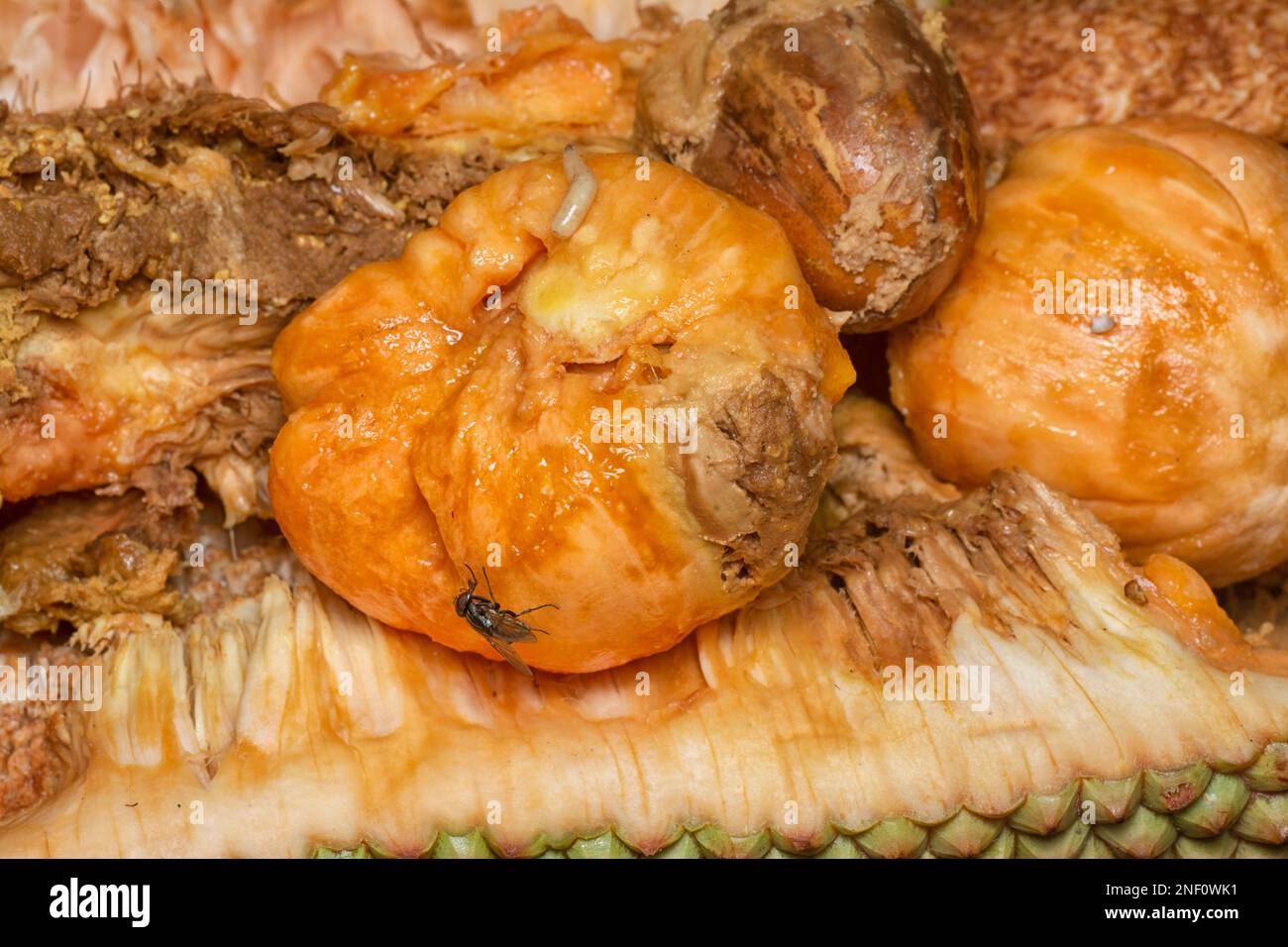 rotten flesh of the Artocarpus integer inner fruit Stock Photo - Alamy