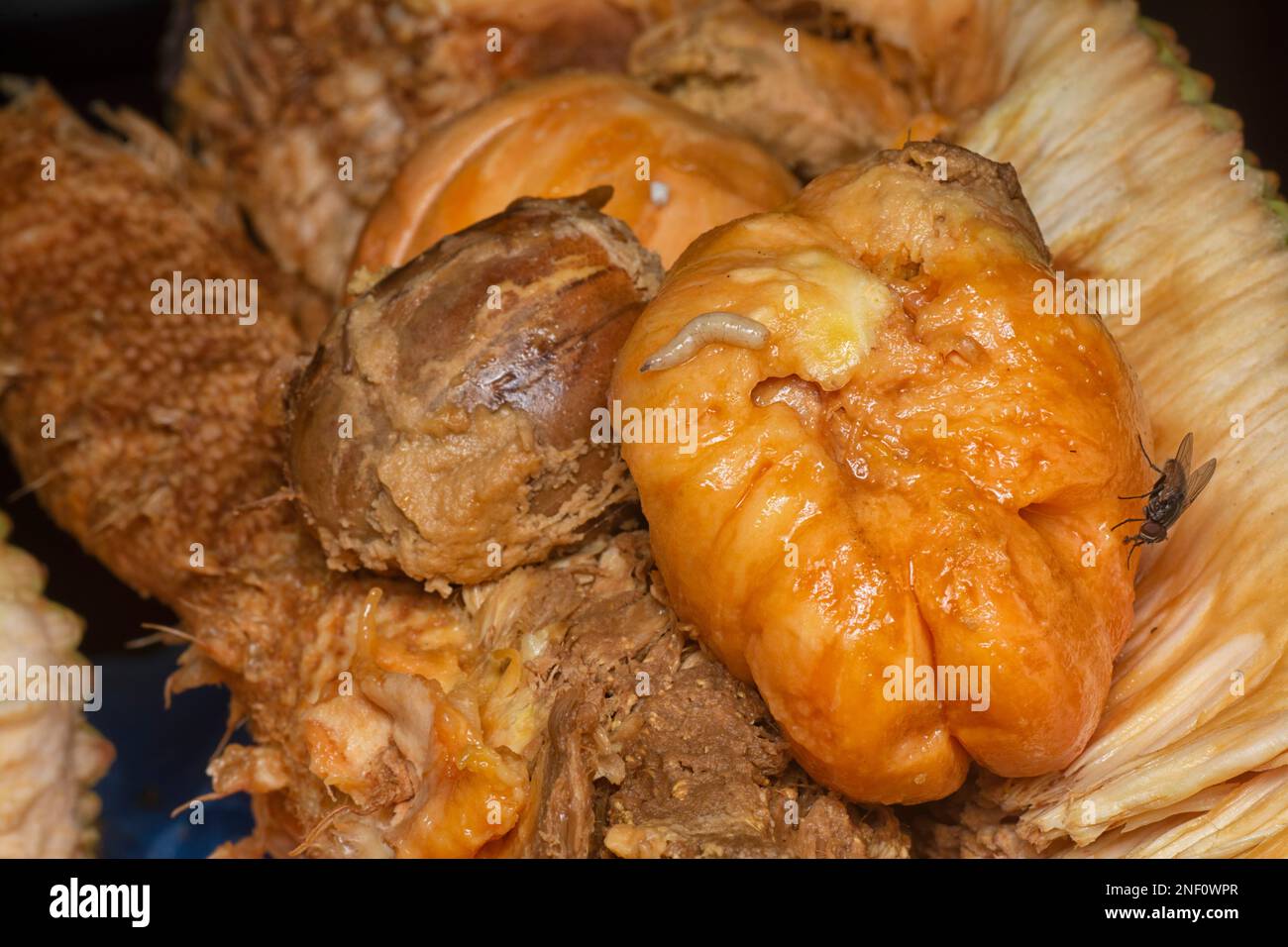 rotten flesh of the Artocarpus integer inner fruit Stock Photo - Alamy