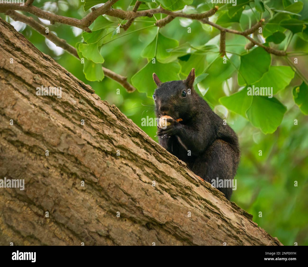 Eye nut hi-res stock photography and images - Alamy