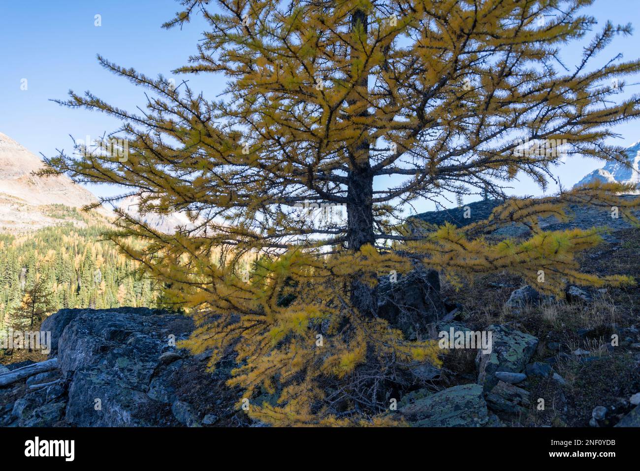 Autumn golden larch trees at Lake O’Hara Trail. Yoho National Park ...