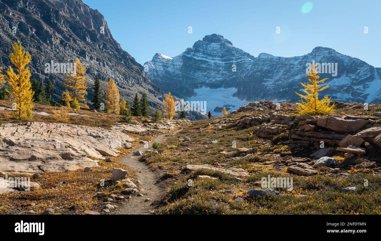 Hiking Lake O'Hara to Lake McArthur Trail in autumn. Yoho National Park ...