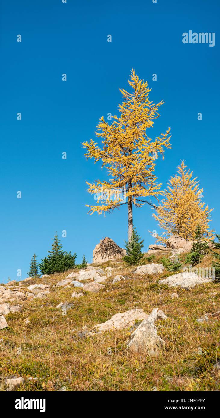 Autumn golden larch trees on the hill of Lake O’Hara Trail. Yoho ...