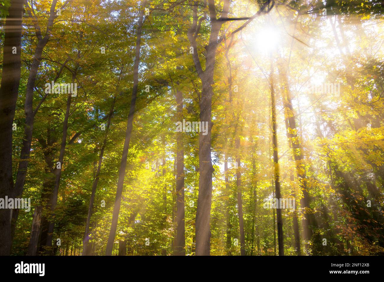 Rays sun through branches trees hi-res stock photography and images - Alamy