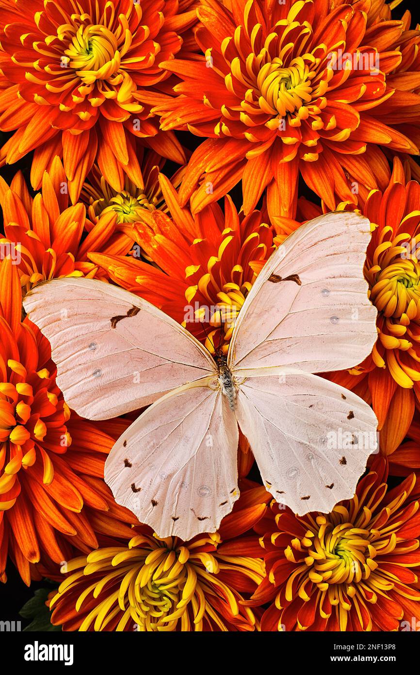 Large White Butterfly On Yellow And Orange Mums Stock Photo - Alamy