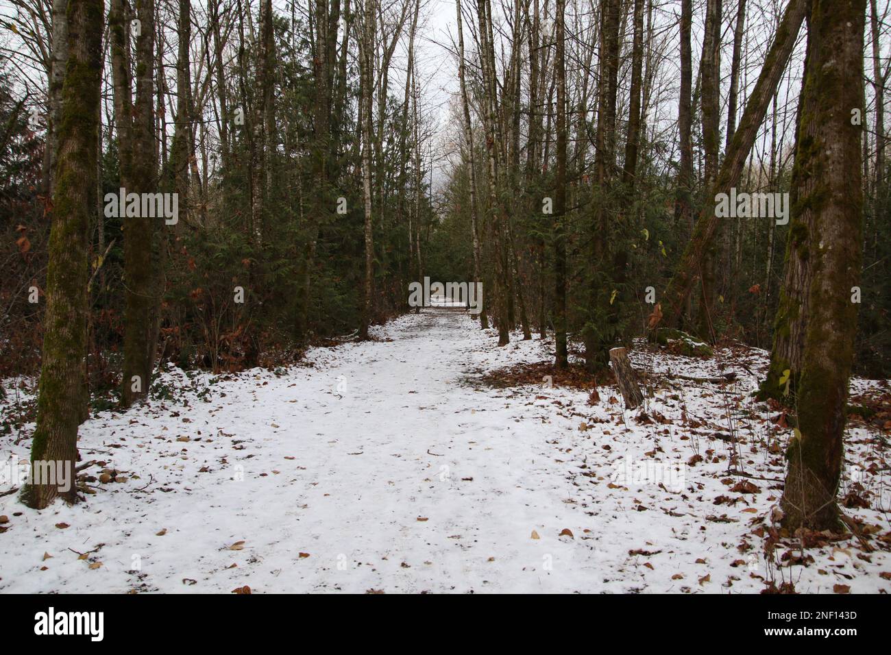 A trail running through evergreen trees with snow on the ground Stock ...